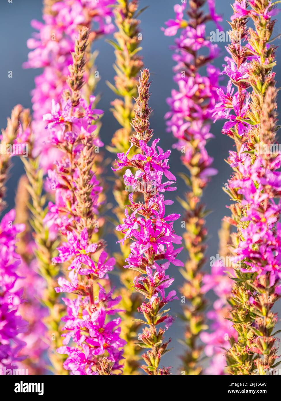 Summer Flowering Purple Loosestrife, Lythrum tomentosum or spiked ...