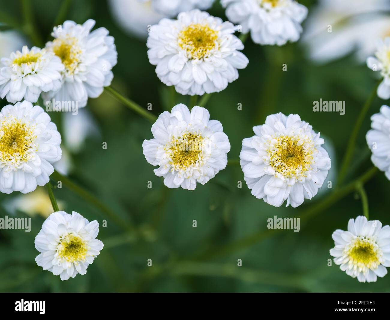 Colourful Feverfew Flowers, Tanacetum parthenium. Beautiful white and ...