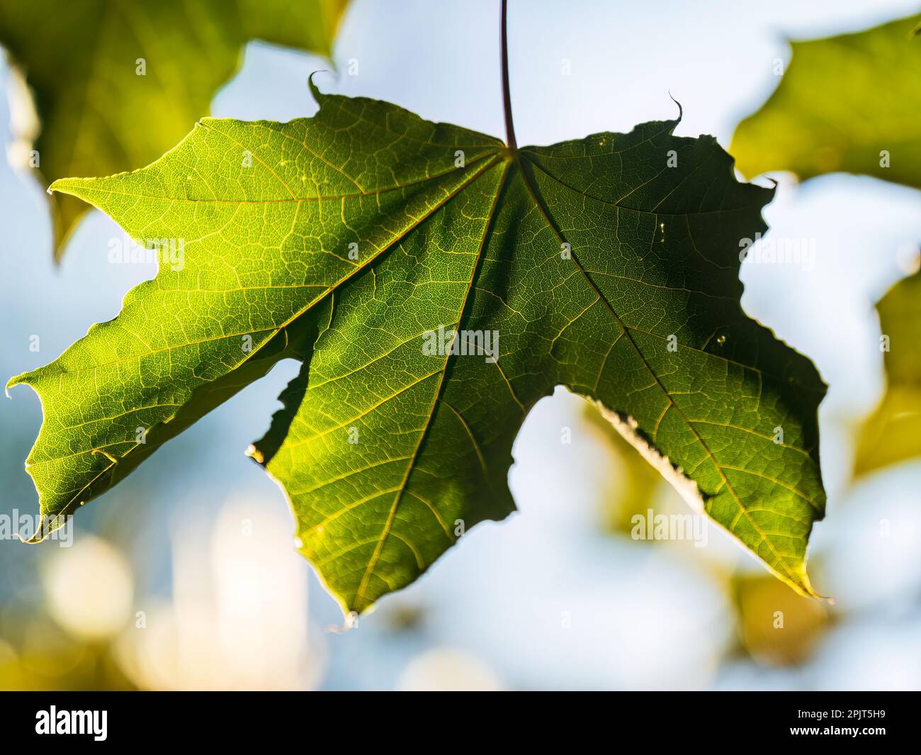 Spring branches of maple tree with fresh green leaves. Spring ...