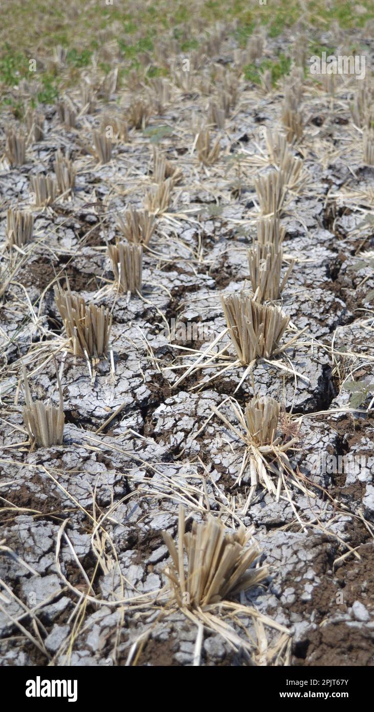 drought rice field. drought rice field after harvesting in Indonesia ...