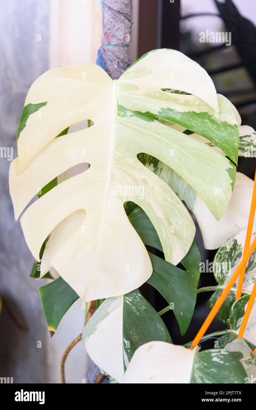 Variegated monstera deliciosa hi-res stock photography and images - Alamy