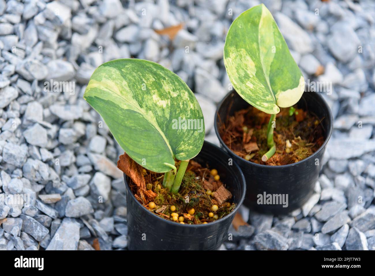 Jade plant variegated hi-res stock photography and images - Alamy