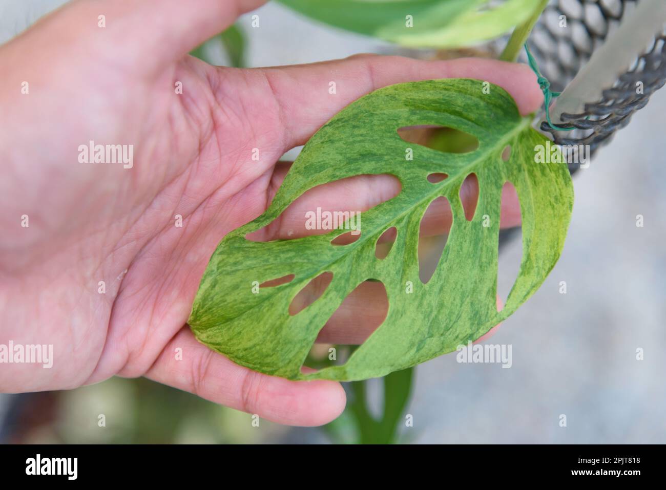 Monstera Acuminata Full mint Varigated in the pot - swiss cheese mint ...