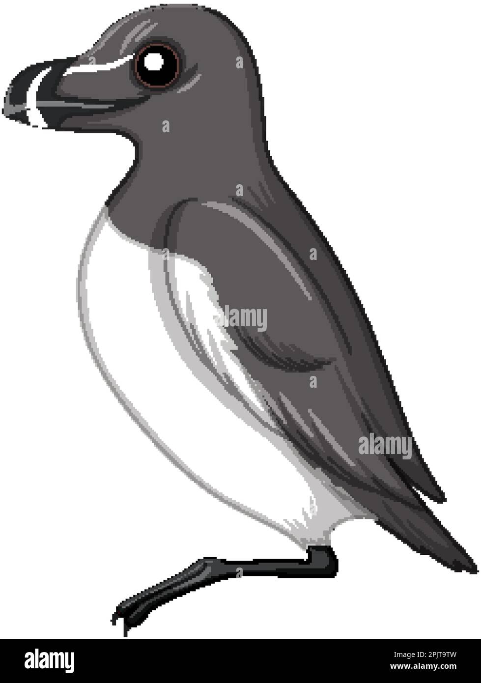 Razorbill bird isolated on white background illustration Stock Vector ...