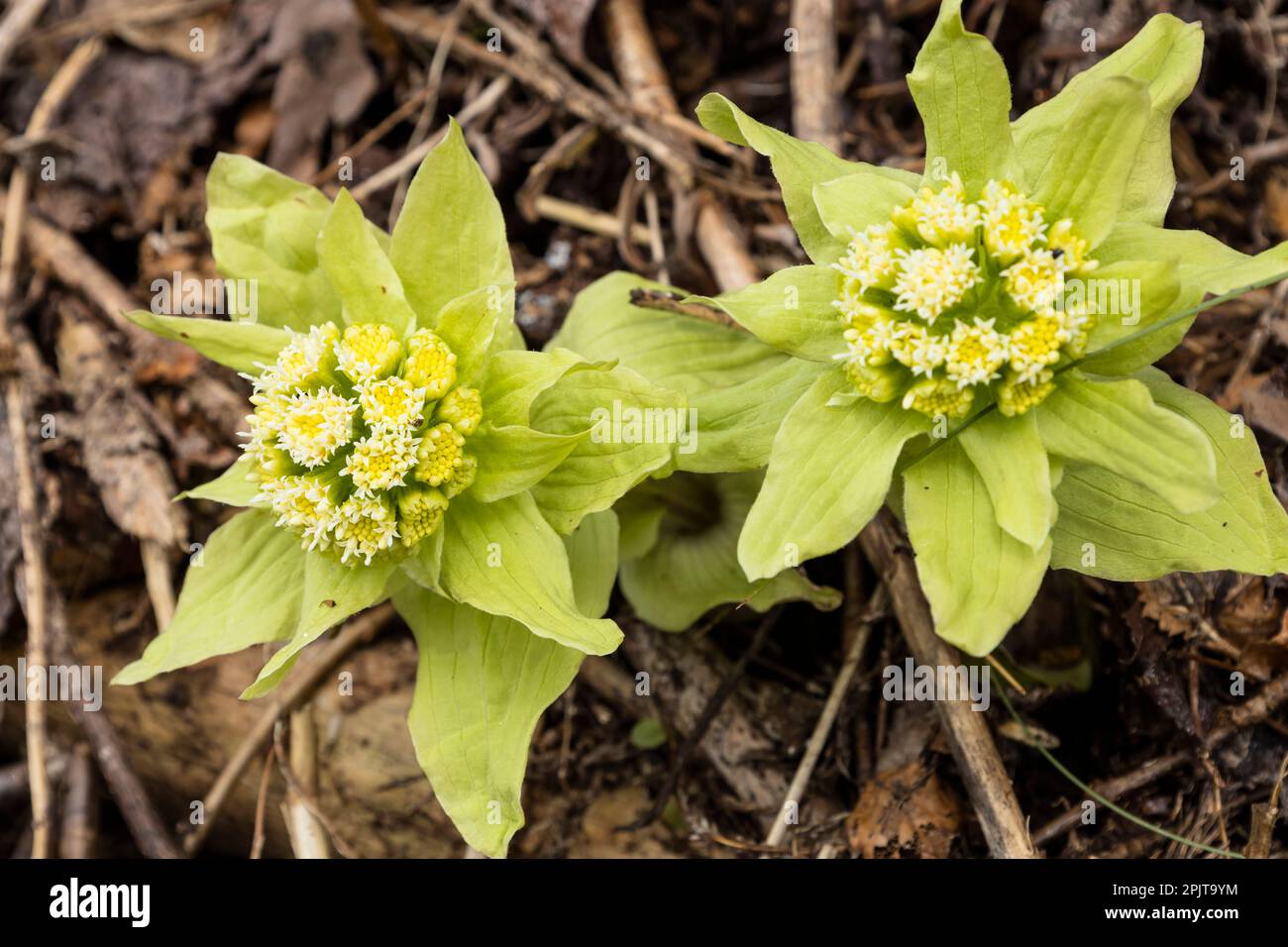 Young butterbur sprout, Japanese "huki", wild vegetables in early ...