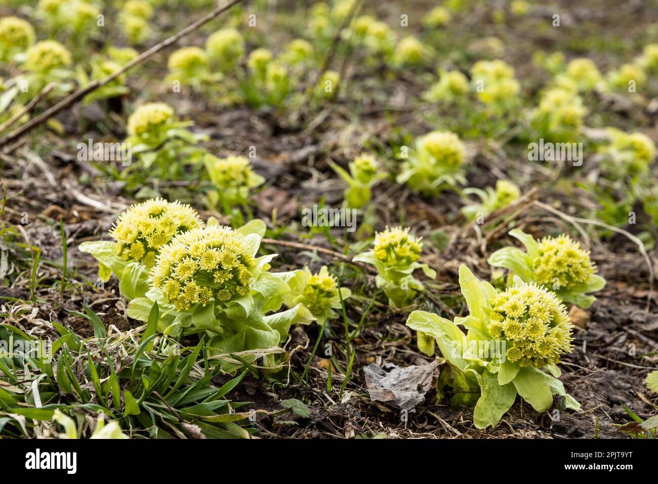 Young butterbur sprout, Japanese "huki", wild vegetables in early ...
