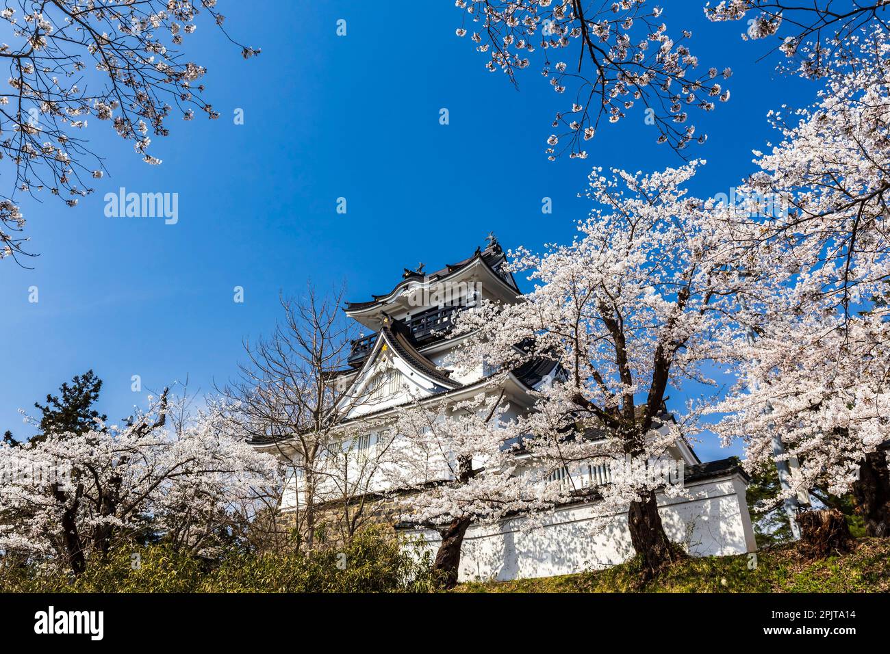 Yokote-jo(Yokote castle), with cherry blossom, Flower festival, Yokote ...