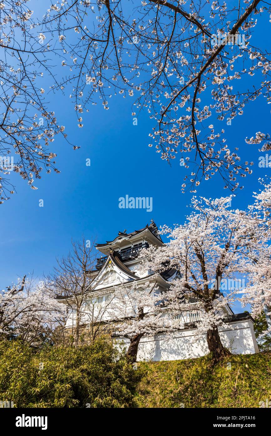 Yokote-jo(Yokote castle), with cherry blossom, Flower festival, Yokote ...