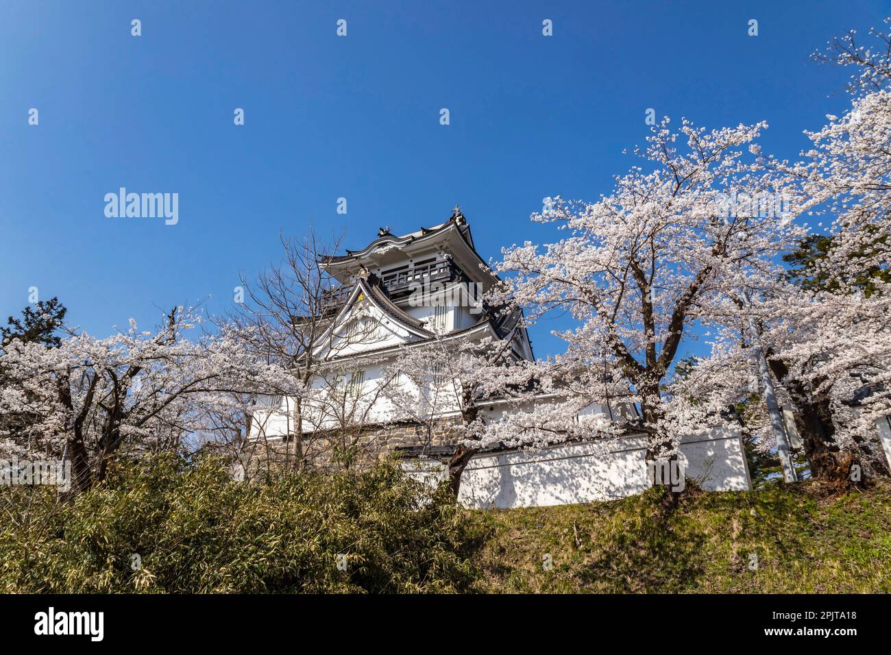 Yokote-jo(Yokote castle), with cherry blossom, Flower festival, Yokote ...