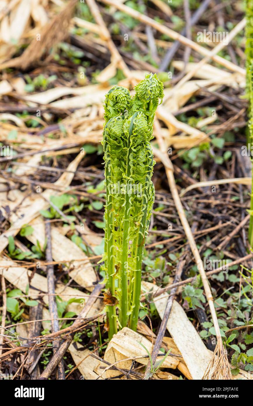 Young Orstrich fern at river side, Japanese "Kogomi", wild vegetables ...