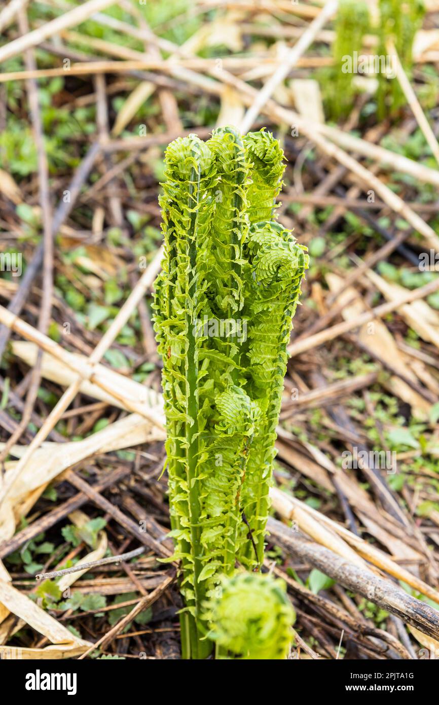 Young Orstrich fern at river side, Japanese "Kogomi", wild vegetables ...