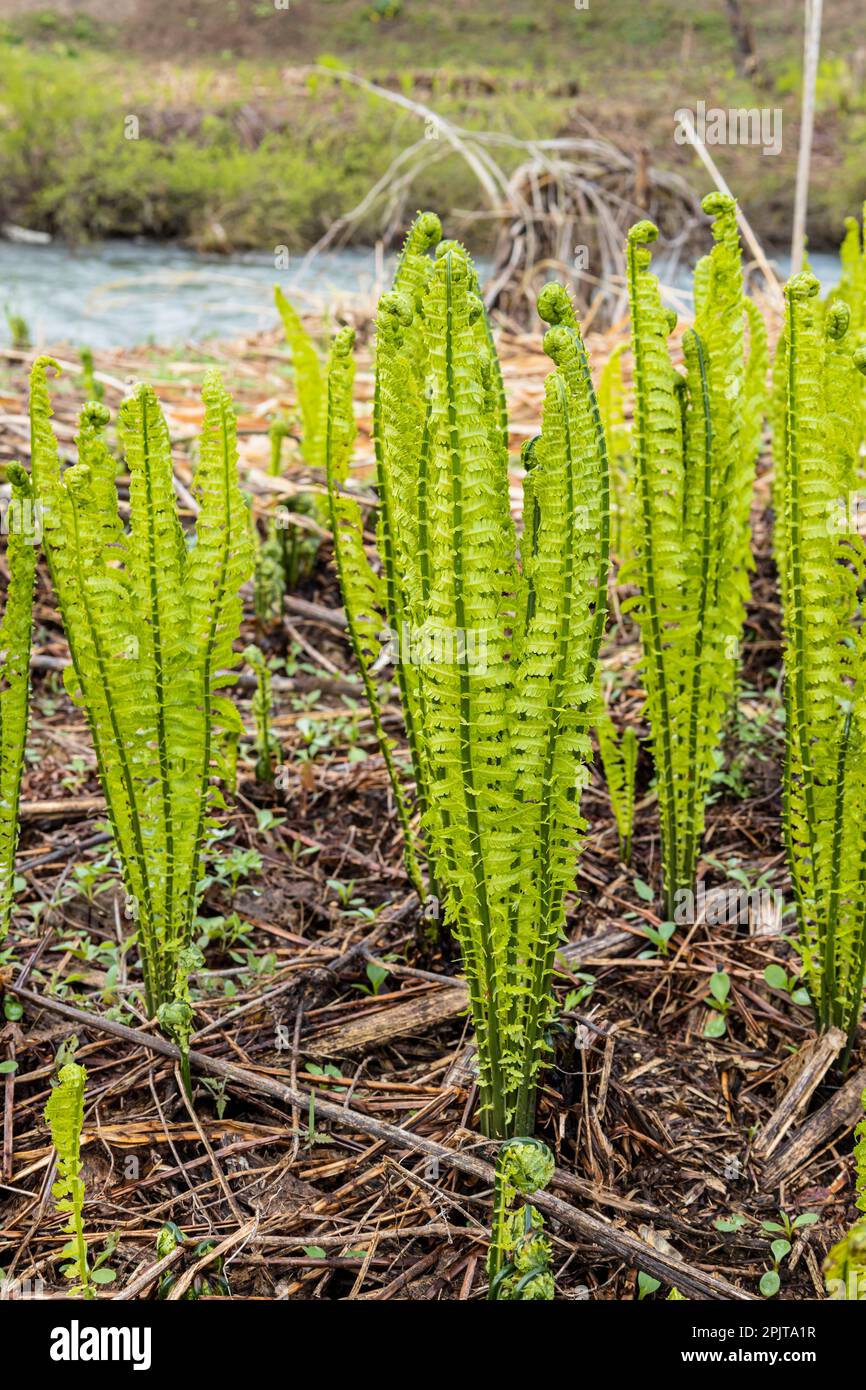 Young Orstrich fern at river side, Japanese "Kogomi", wild vegetables ...