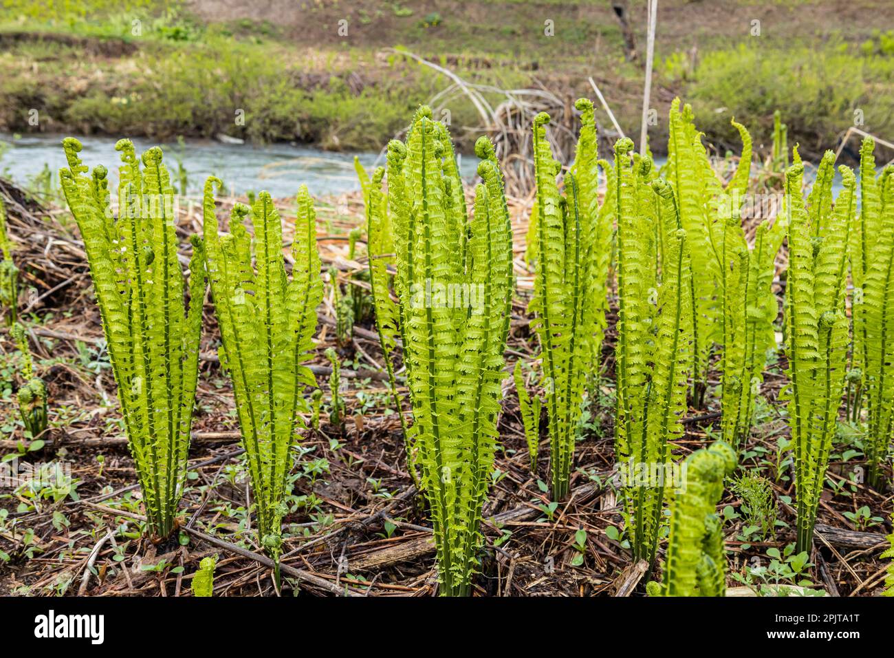 Young Orstrich fern at river side, Japanese "Kogomi", wild vegetables ...