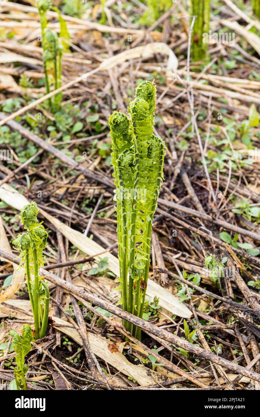 Young Orstrich fern at river side, Japanese "Kogomi", wild vegetables ...