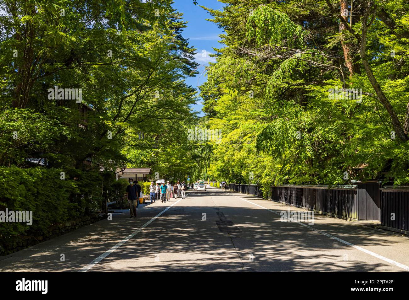Samurai residence street, with summer green leaves, historical Kakudate ...