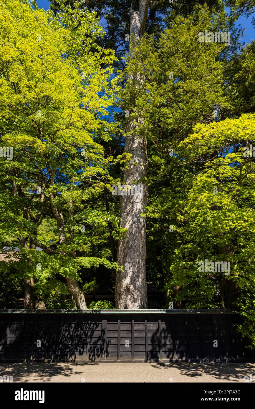 Samurai residence street, with summer green leaves, historical Kakudate ...