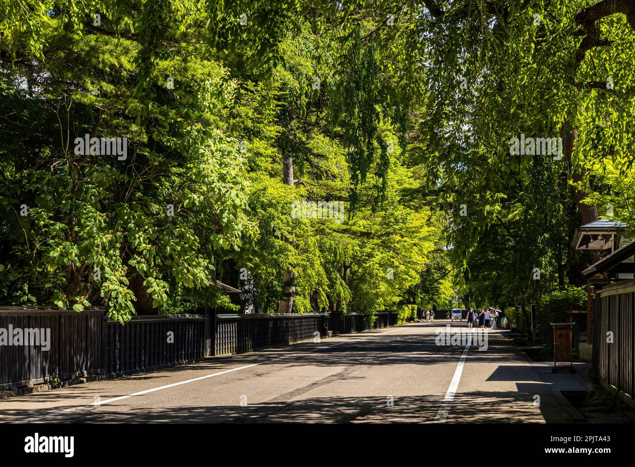 Samurai residence street, with summer green leaves, historical Kakudate ...