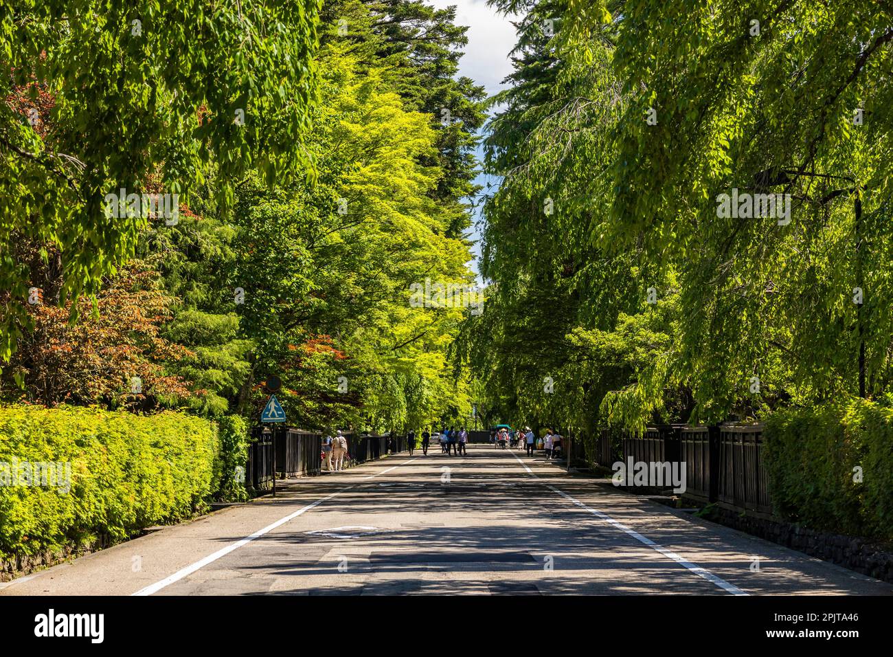 Samurai residence street, with summer green leaves, historical Kakudate ...
