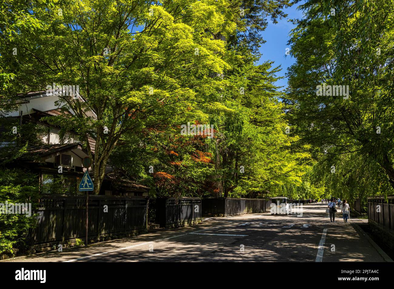 Samurai residence street, with summer green leaves, historical Kakudate ...