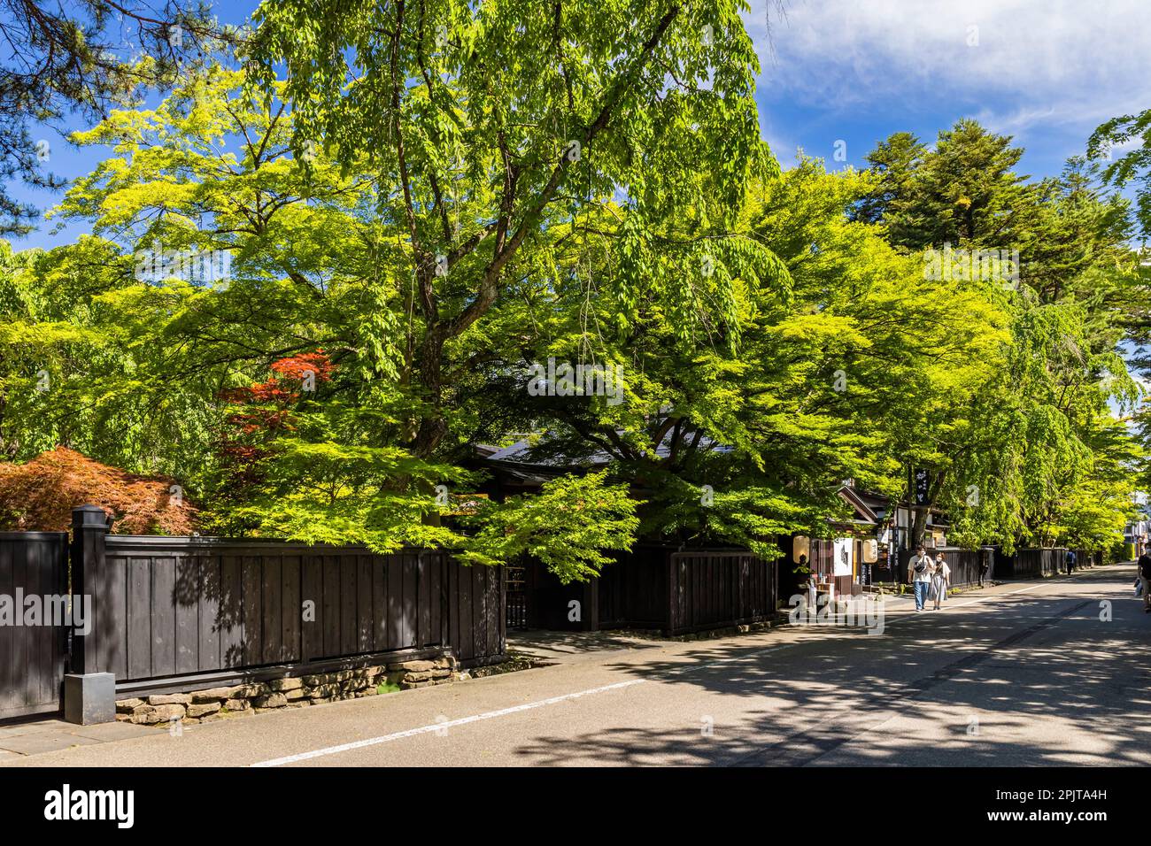 Samurai residence street, with summer green leaves, historical Kakudate ...