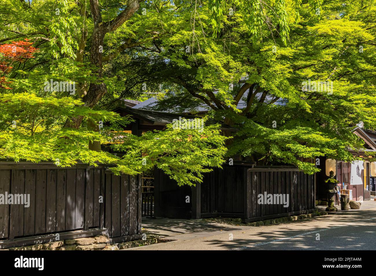 Samurai residence street, with summer green leaves, historical Kakudate ...