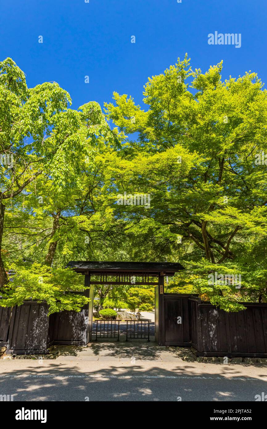 Samurai residence street, with summer green leaves, historical Kakudate ...