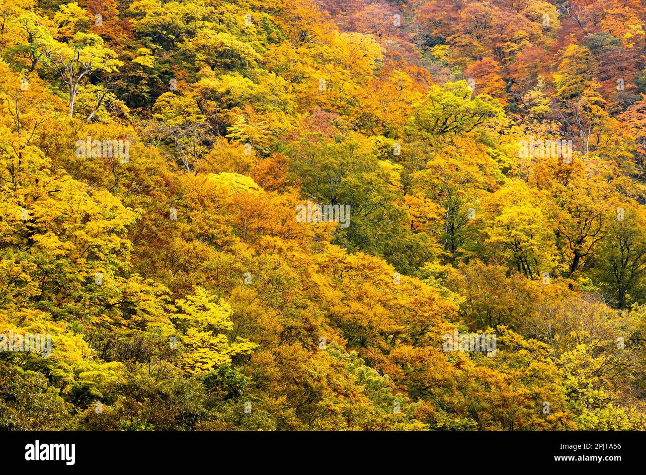 Deciduous forest near Mt. Kurikoma national park, with autumn leaves ...