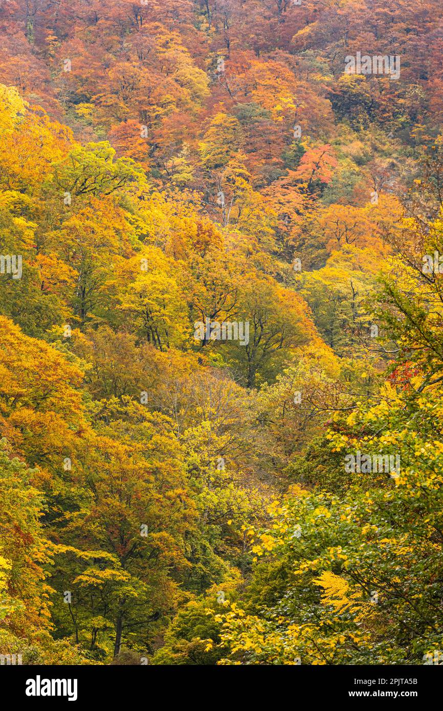 Deciduous forest near Mt. Kurikoma national park, with autumn leaves ...