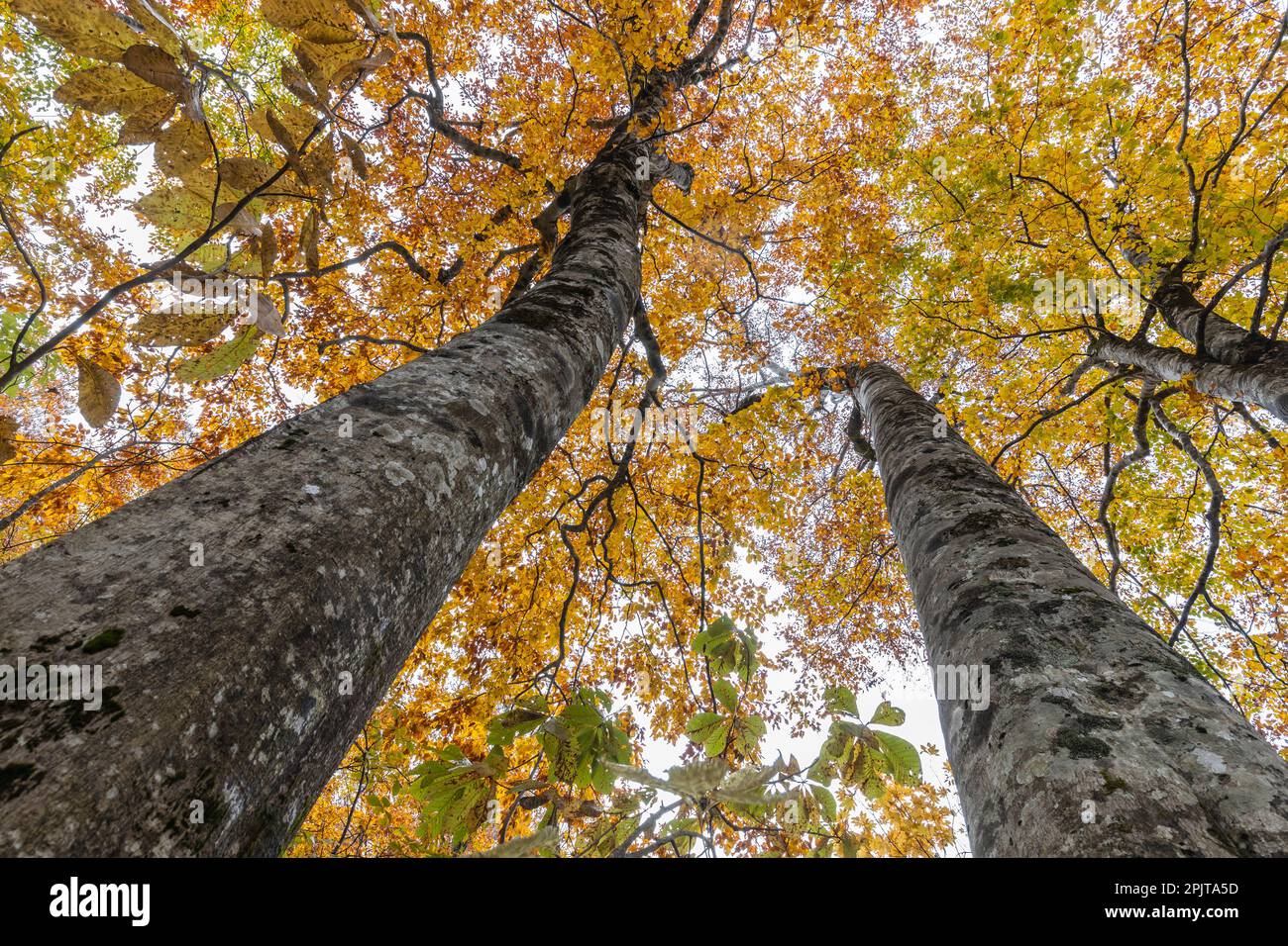 Beech forest in Mt. Kurikoma national park, with autumn leaves ...
