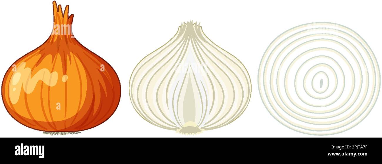 Onion cut in half set illustration Stock Vector Image & Art - Alamy