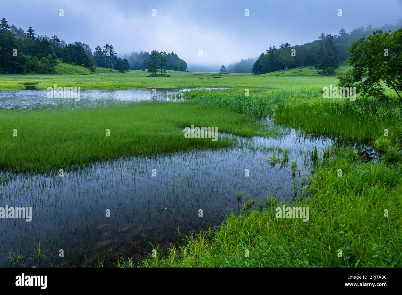 Evening marshes, Ozegahara marshlands, Oze national park, Hinoematamura ...