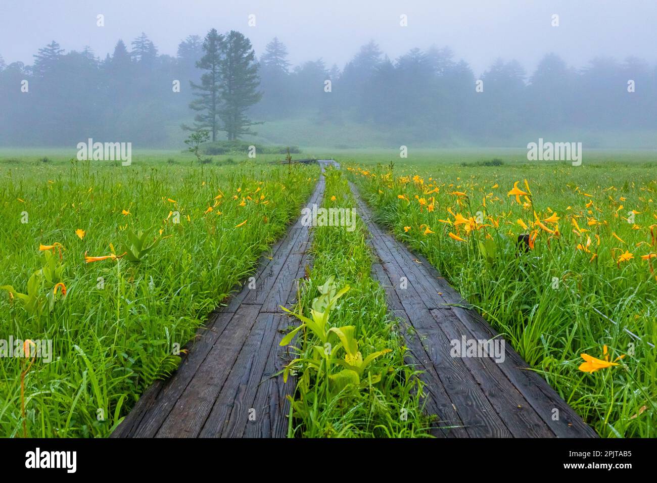 Broad dwarf day lily hi-res stock photography and images - Alamy