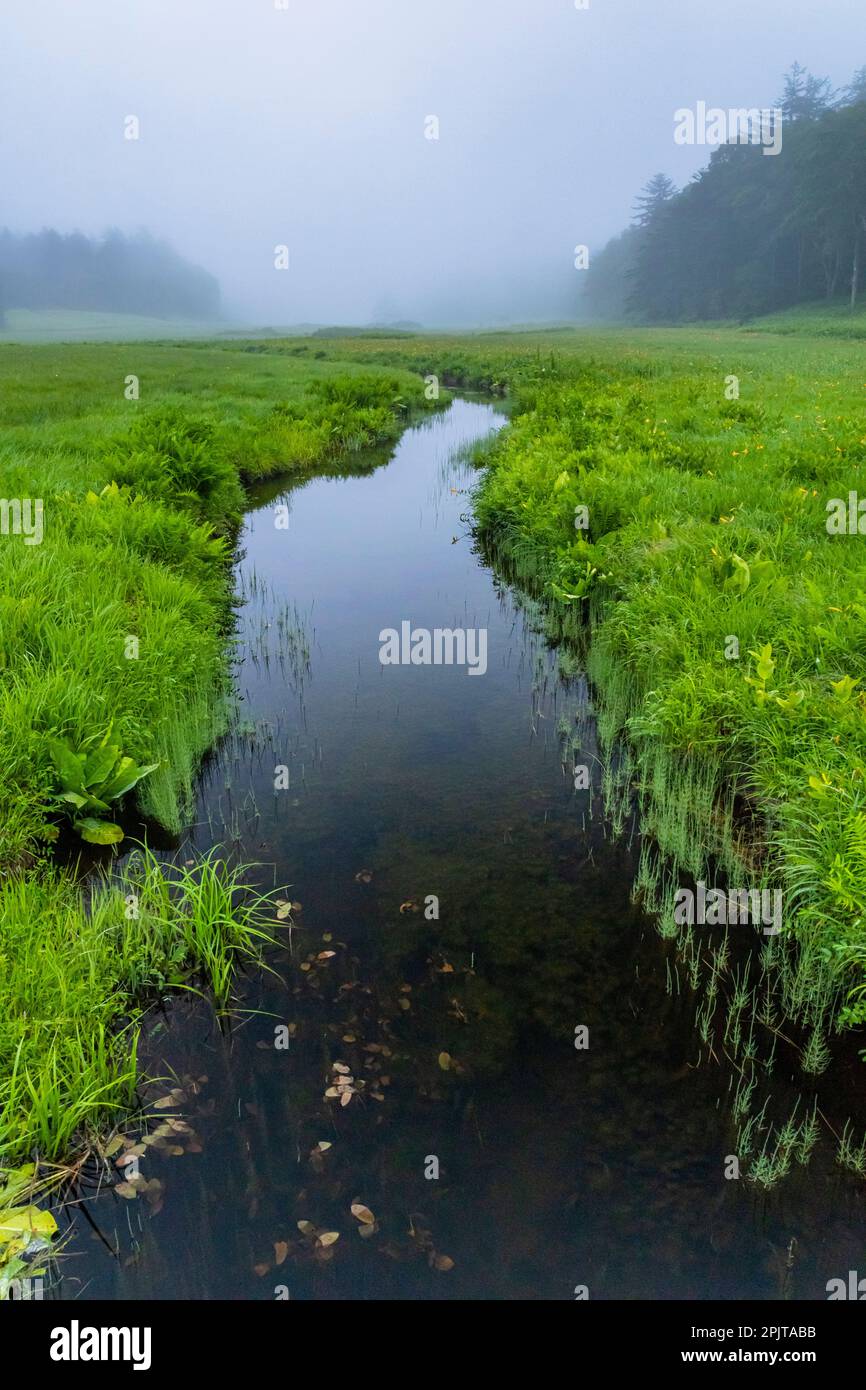 Evening marshes, Ozegahara marshlands, Oze national park, Hinoematamura ...
