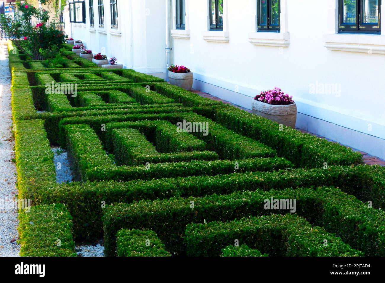 Buxus sempervirens or boxwood perfectly trimmed shrub in maze shape ...
