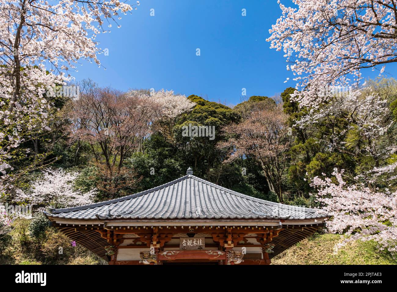Cherry blossom at small Kannon shirine, Mt. Katsragi(Katsragi-yama ...