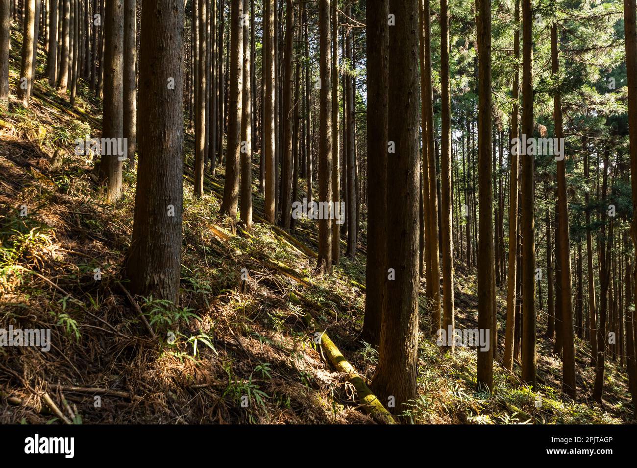 Cedar forest of Mt. Warabiyama(Warabi-yama, Mt. Warabi), Okumusashi ...