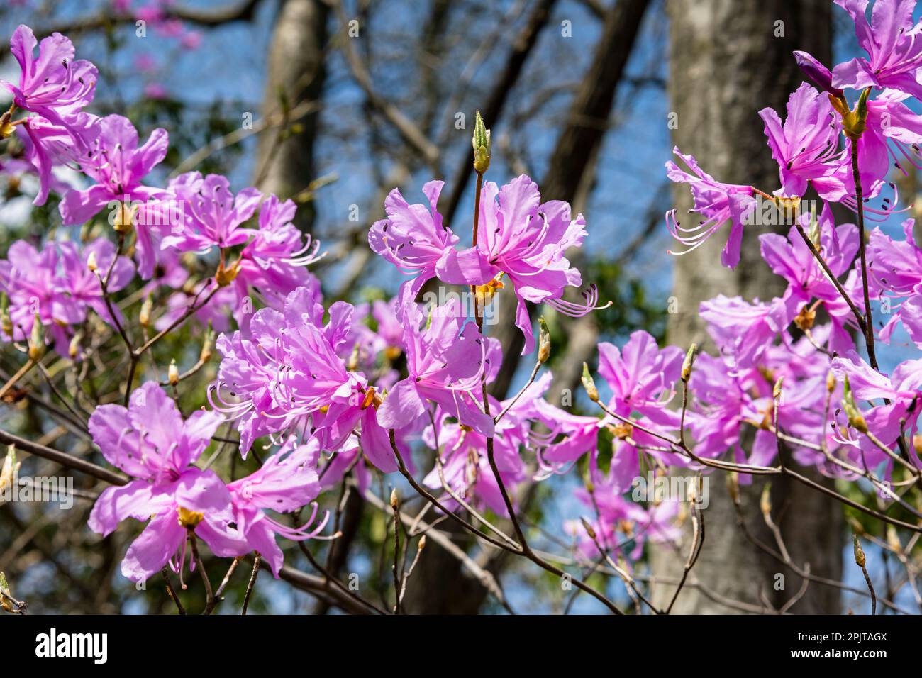 Wild Azelea at Mt. Warabiyama(Warabi-yama, Mt. Warabi), Srring of ...