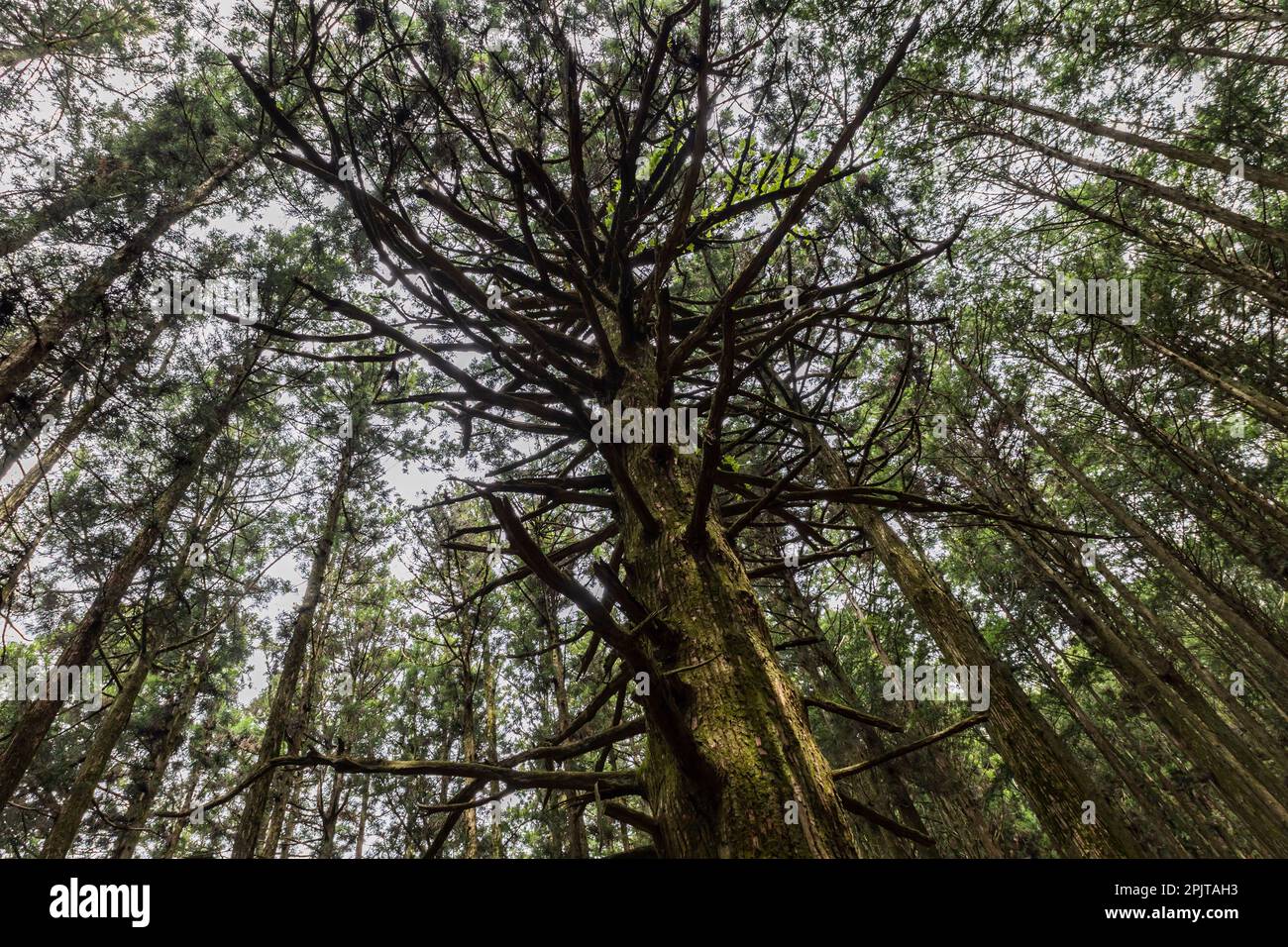 Giant cedar tree, forest of holy Mt. Buko, old cedars, Okumusashi ...