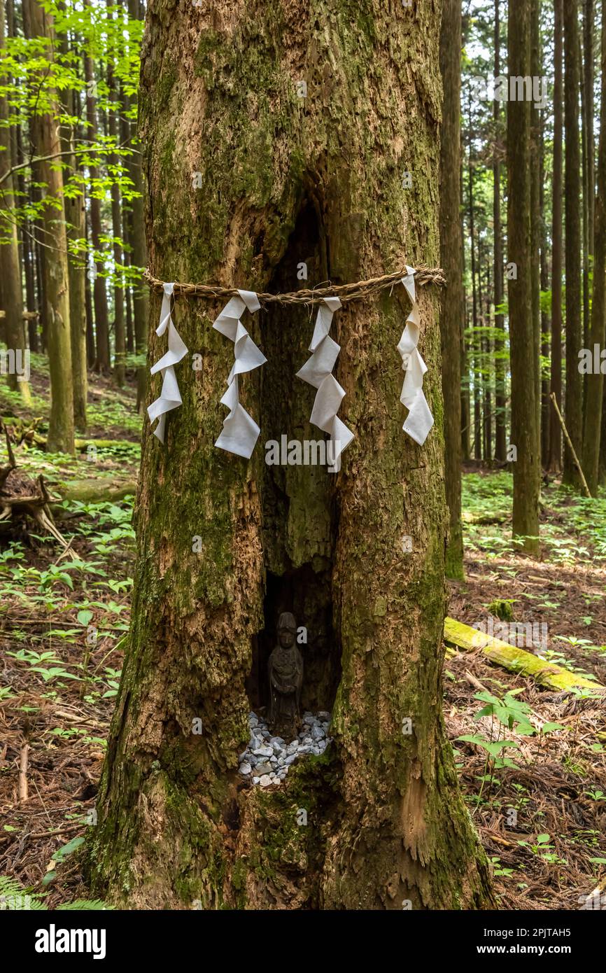 Coins in tree hi-res stock photography and images - Alamy