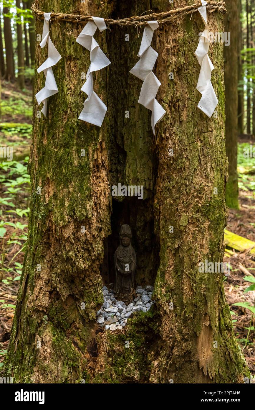 Coins in tree hi-res stock photography and images - Alamy