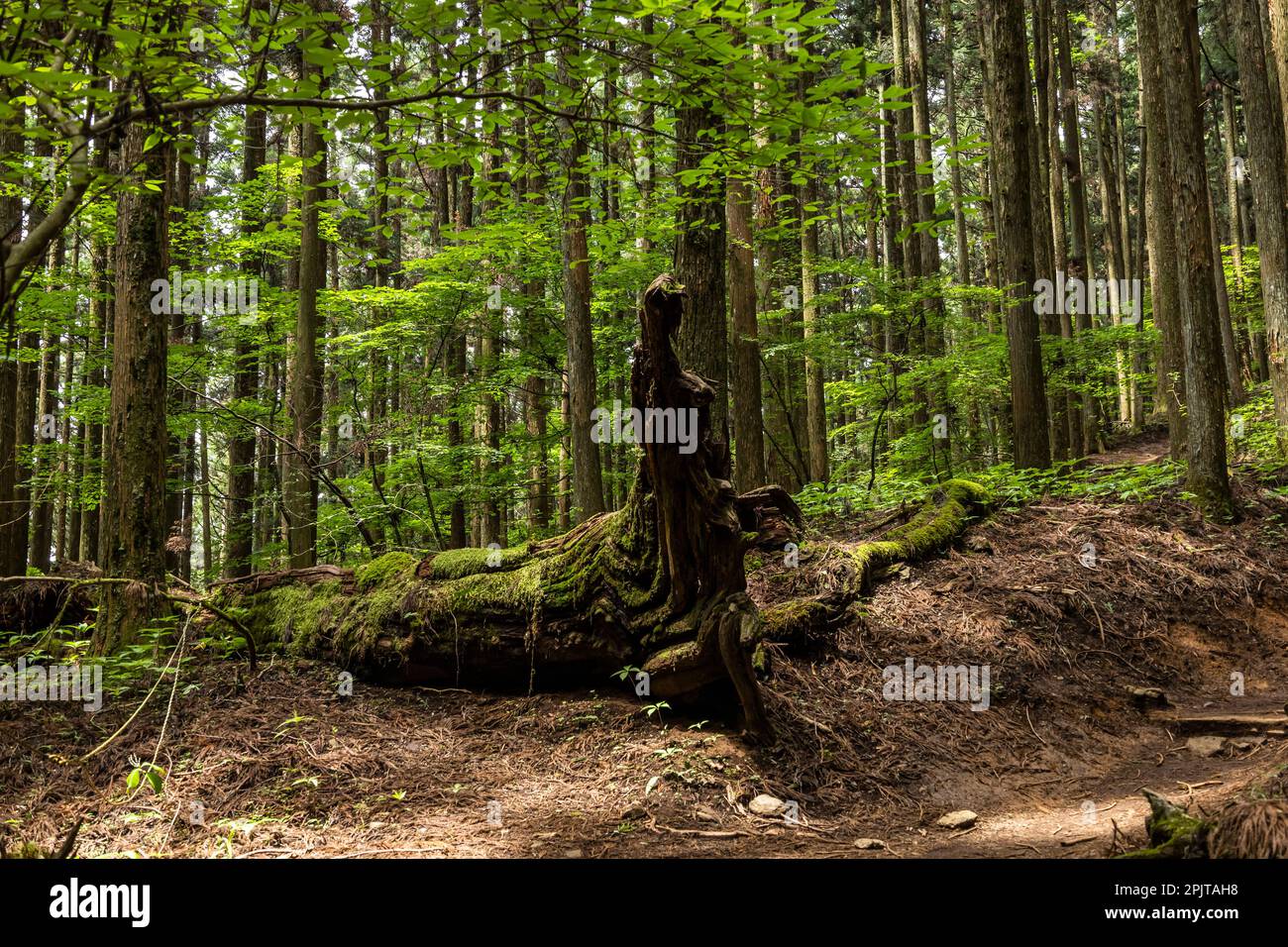 Fallen cedar tree with moss, forest of holy Mt. Buko, old cedars ...