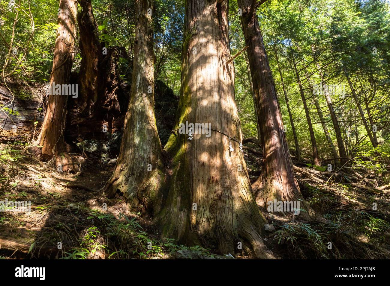 Giant cedar tree hi-res stock photography and images - Alamy