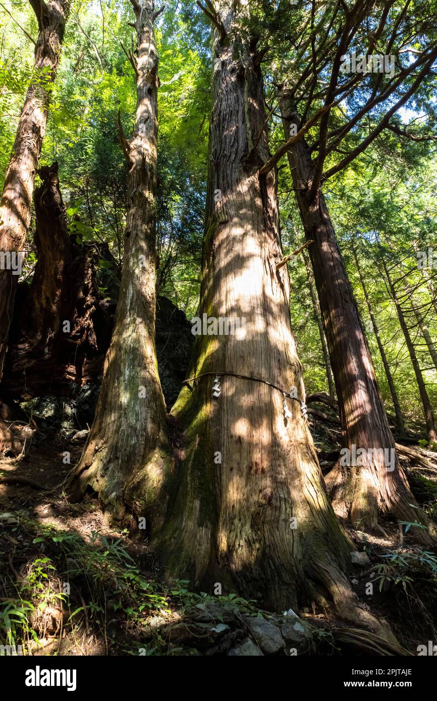 Japanese cedar tree hi-res stock photography and images - Alamy