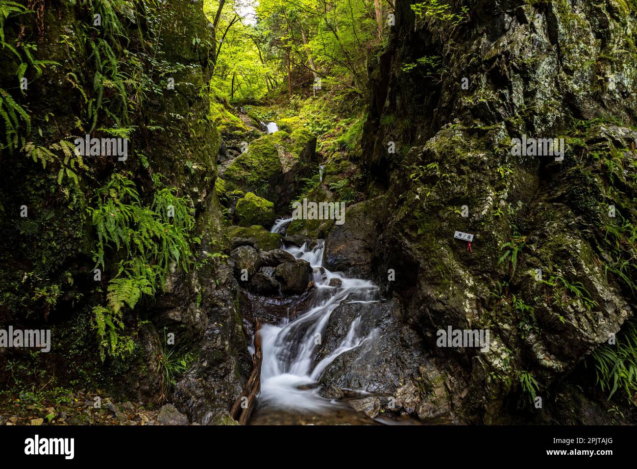 Trail at gorge, mountain stream, Mt, Bounoore trekking, Okutama ...