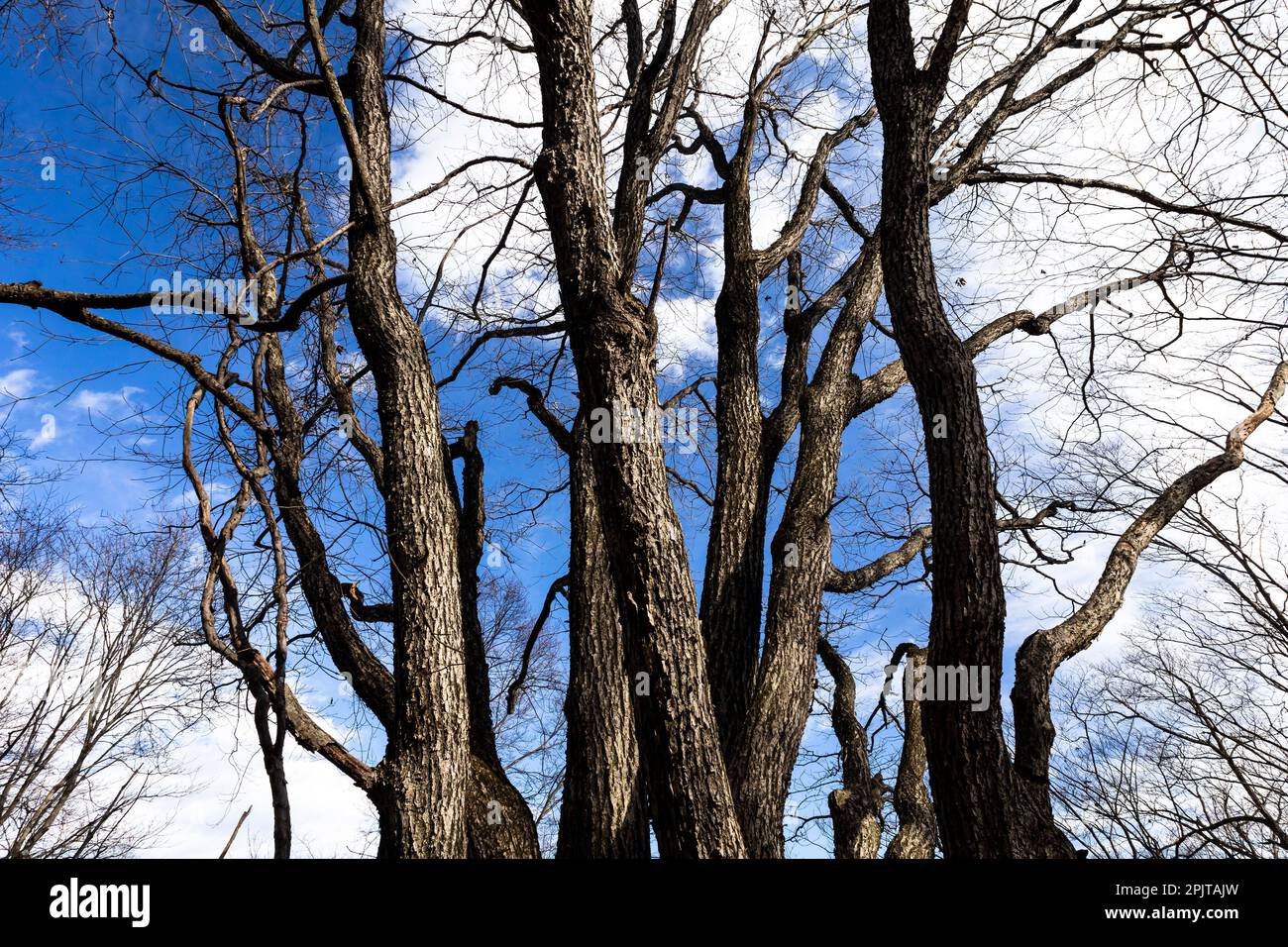 Big wild oak trees, winter, Mt. Bounoore, Okutama & Okumusashi ...