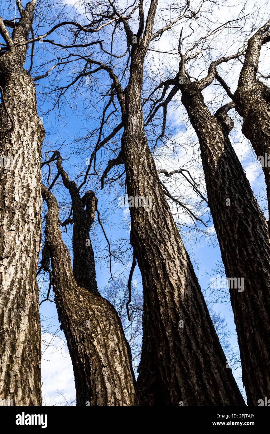 Big wild oak trees, winter, Mt. Bounoore, Okutama & Okumusashi ...