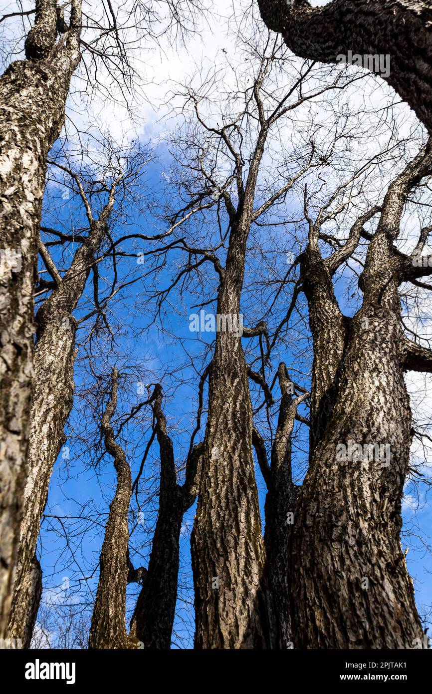 Big wild oak trees, winter, Mt. Bounoore, Okutama & Okumusashi ...