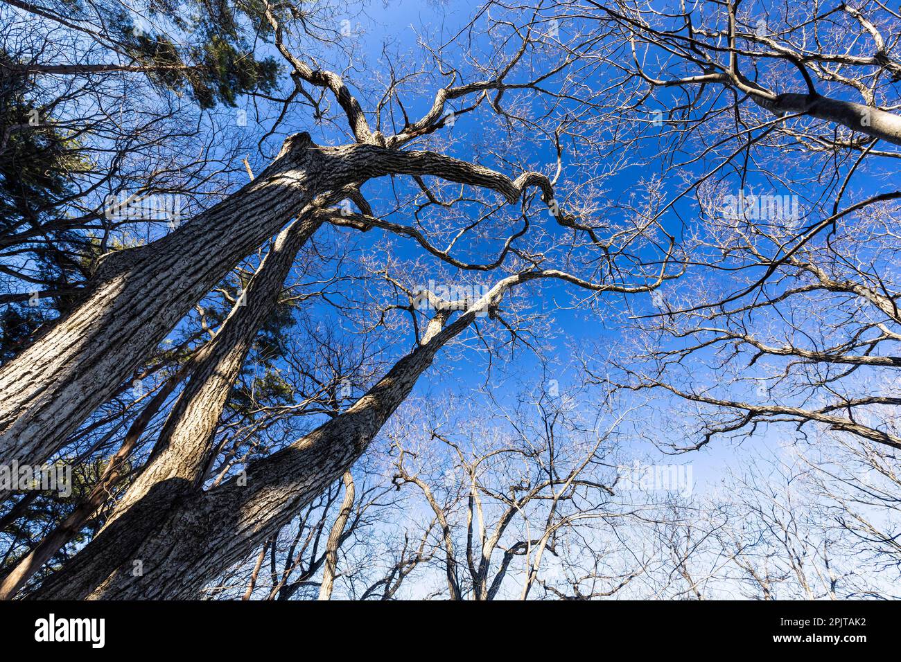 Big wild oak trees, winter, Mt. Bounoore, Okutama & Okumusashi ...
