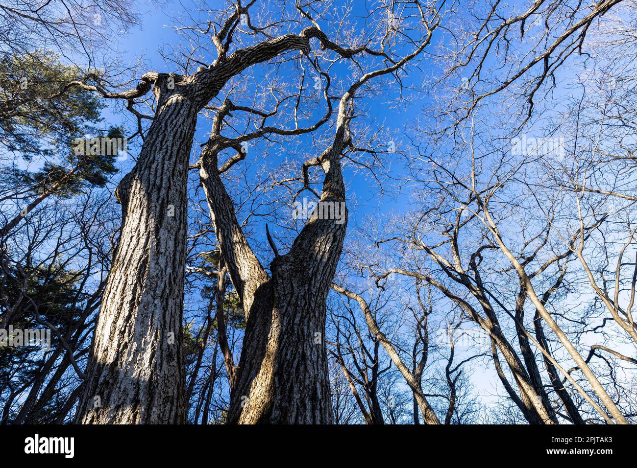 Big wild oak trees, winter, Mt. Bounoore, Okutama & Okumusashi ...
