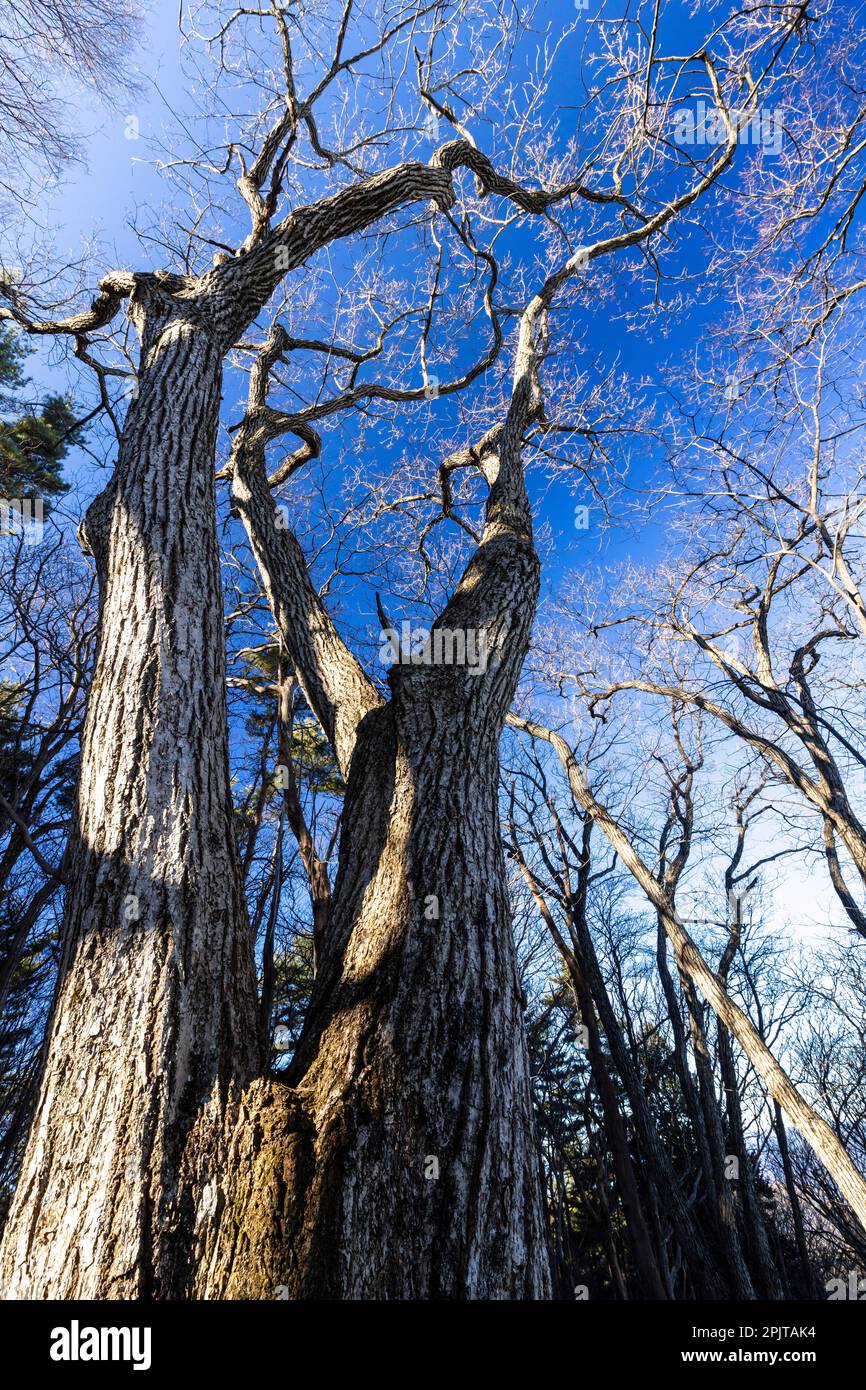 Big wild oak trees, winter, Mt. Bounoore, Okutama & Okumusashi ...